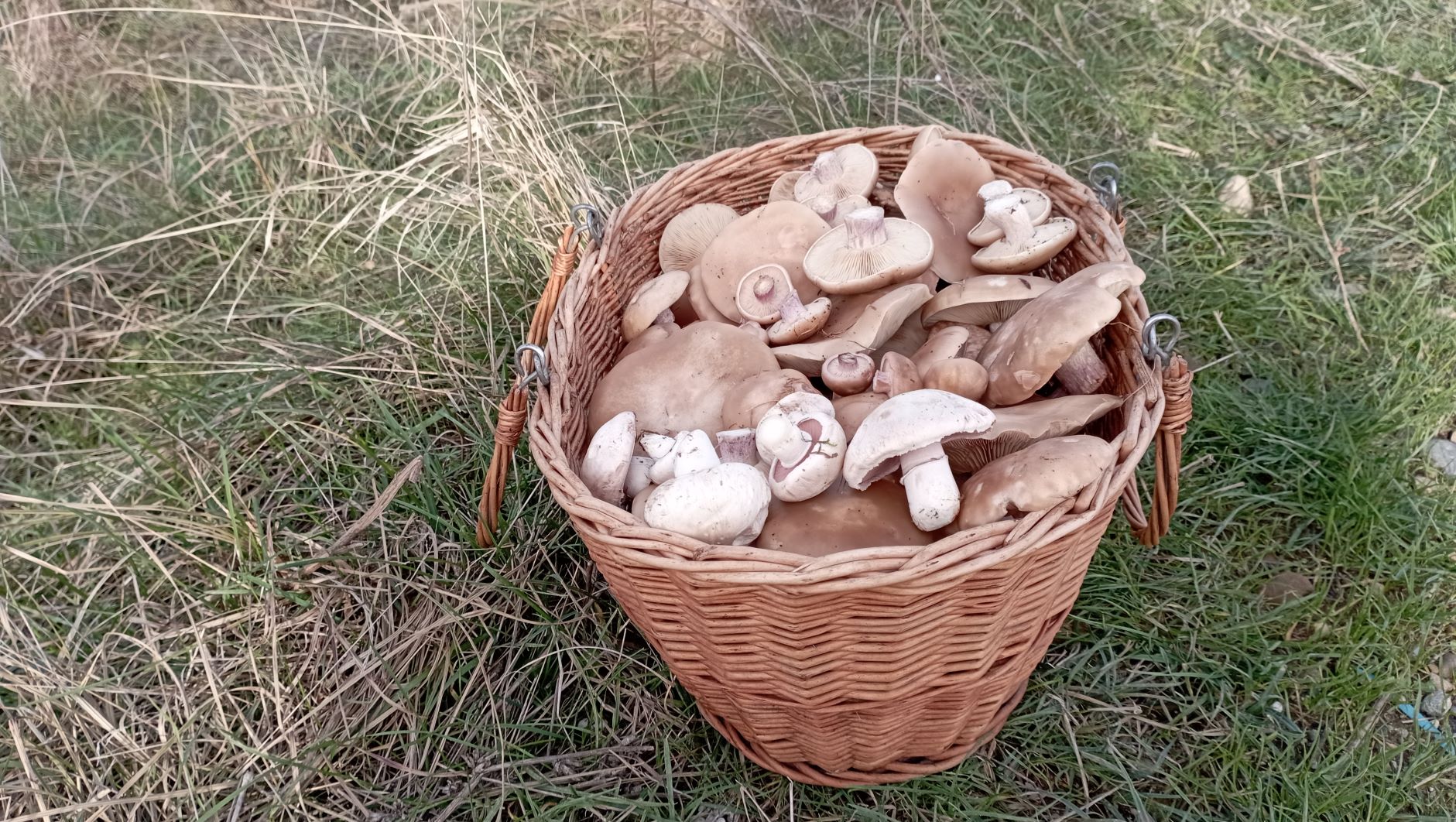 СИНЕНОЖКА! Нормально, вечером отдыхать не придётся. По грибы 18 ноября 2023 года.