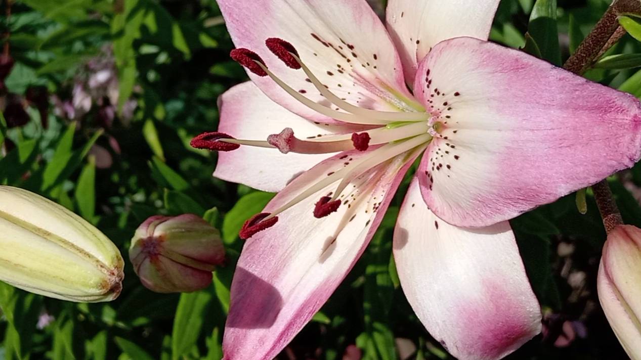 Красивые Лилии