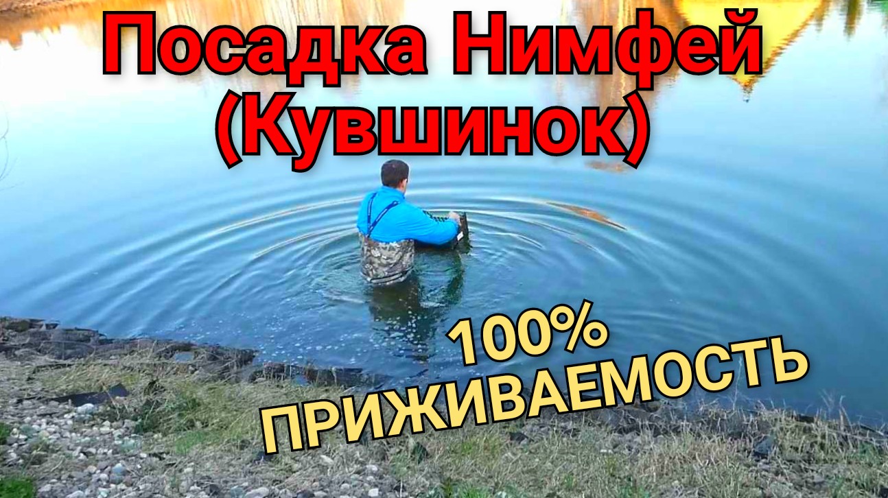 Посадка нимфеи (кувшинки) 100% приживаемость