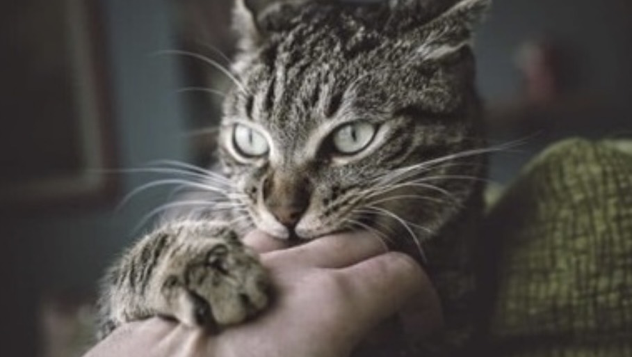 Как меня укусил кот