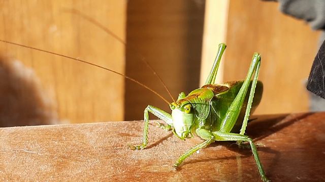 Жизнь кузнечика