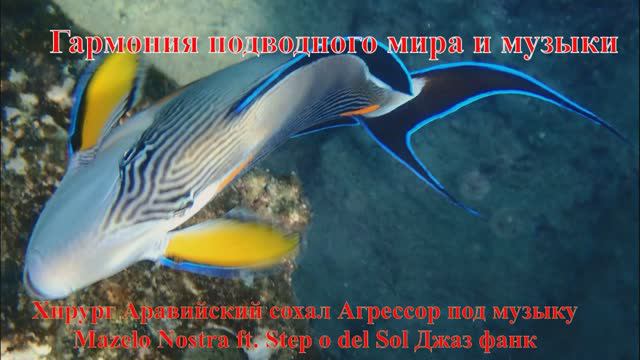 57. Хирург Аравийский сохал Агрессор под музыку Mazelo Nostra ft. Step o del Sol Джаз-фанк