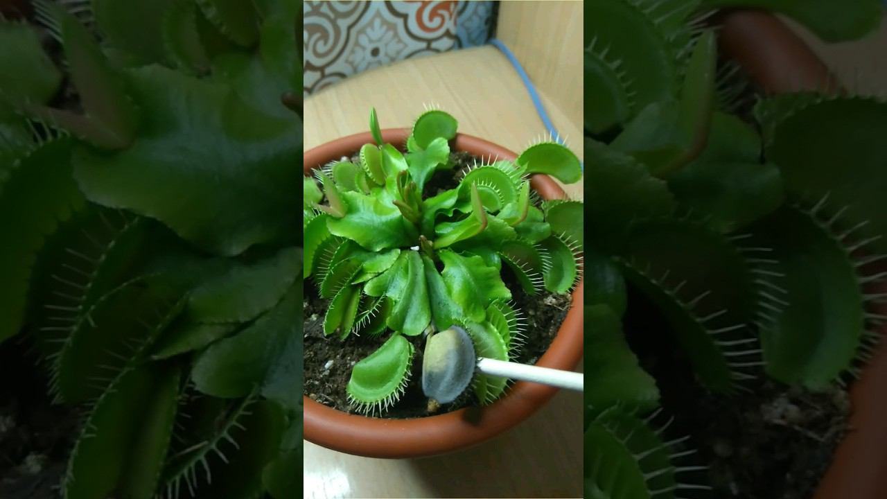 Ловушка мухоловки чернеет. Что делать с черными ловушками дионеи мухоловки?