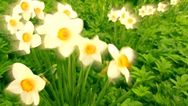 Успокаивающая красивая музыка для отдыха • Фортепиано • Нарциссы ~ Relaxing Piano Music