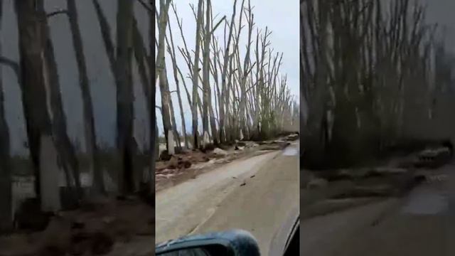 Обрезка деревьев в Тюмени от Dream Group