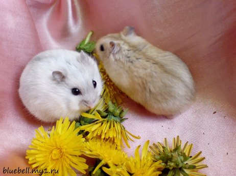 Правильное Размножение и Спаривание хомяков в домашних условиях. Лучшие советы!