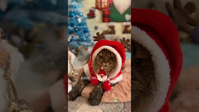 Ты молодец!? #котики #животные #кот