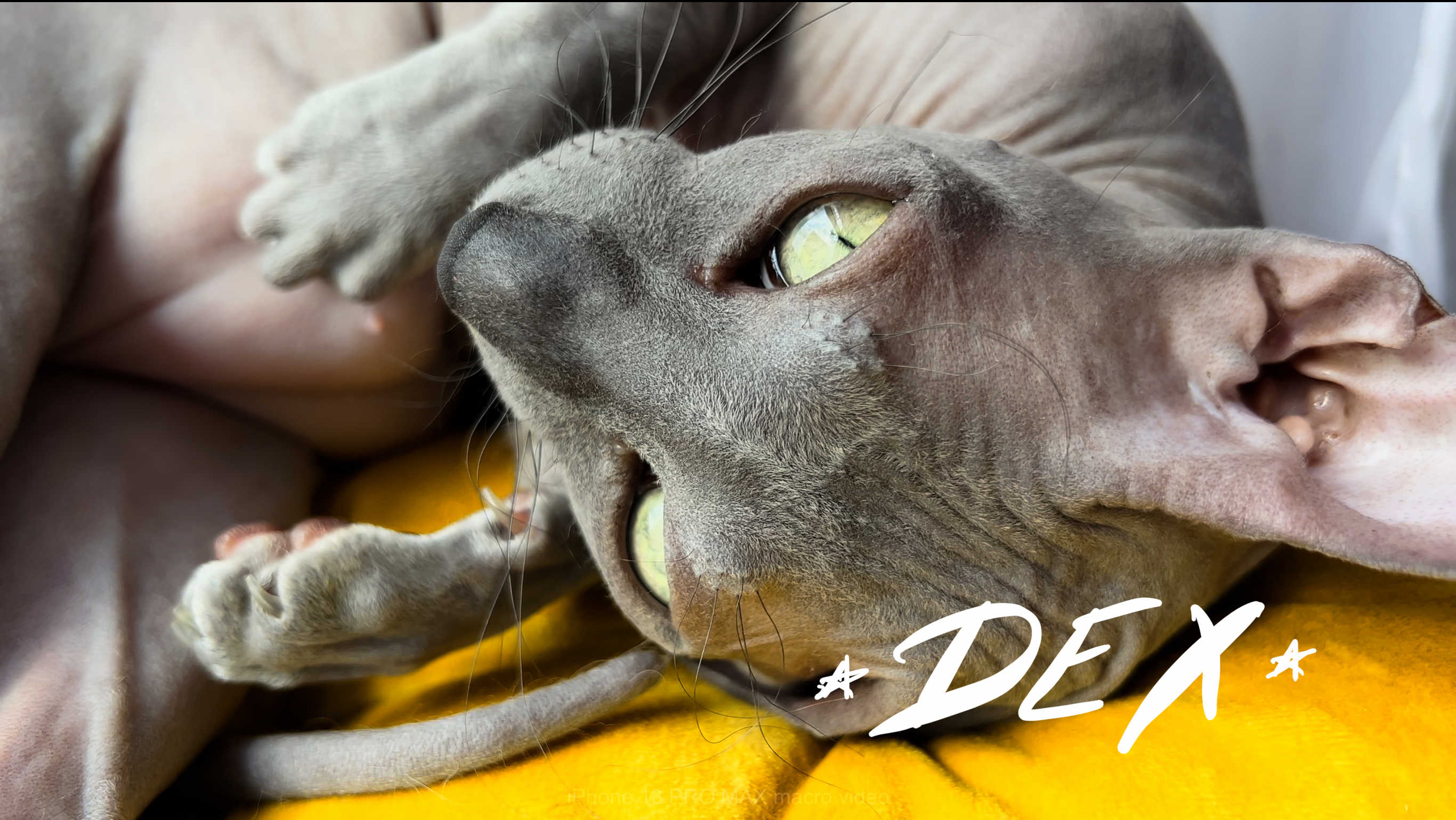 sphinx cat macro iPhone 13 pro max / кот сфинкс макро видео на айфон 13 про