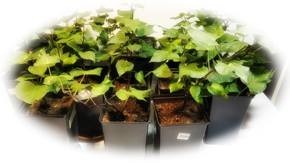 Новые сорта батата, Рассада  из гнилушек. Спасение  сортов Георгиевский  и Светлана.