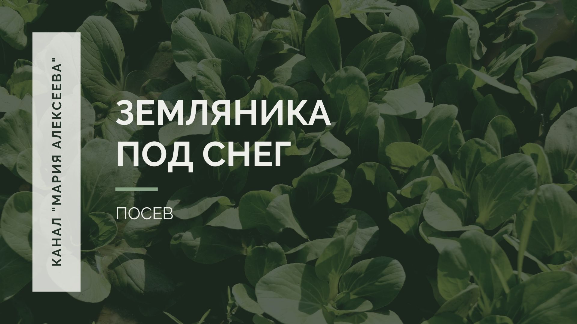 Посев земляники.mp4