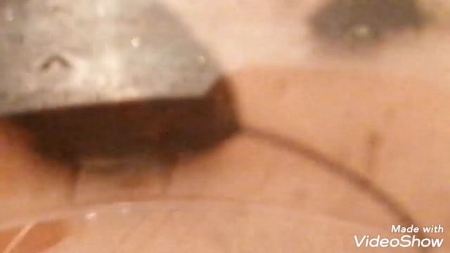 Тритон - местный, ленинградский крокодил))))