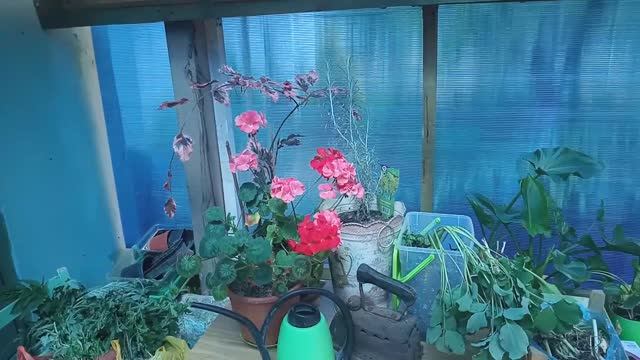 Растюшки из бабушкиного сада переехали в мой парк. Тюльпаны исправляем ошибки.