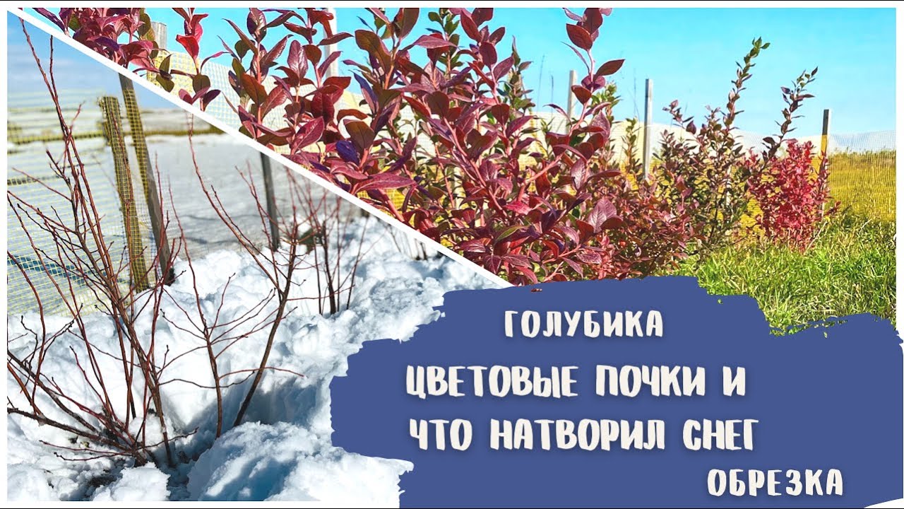 Цветовые почки и будущие ягоды голубики | Голубика под снегом | Обрезка голубики