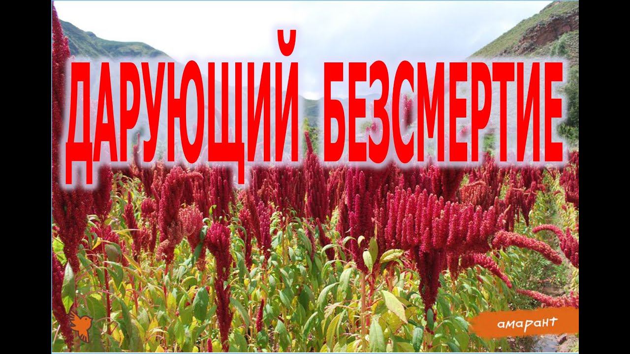 Амарант дарующий БеЗсмертие | Виктор Максименков