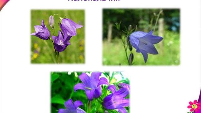 Охрана растений