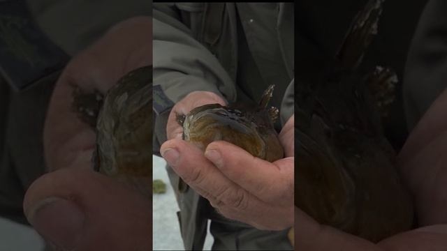 Рыба Ротан #shorts