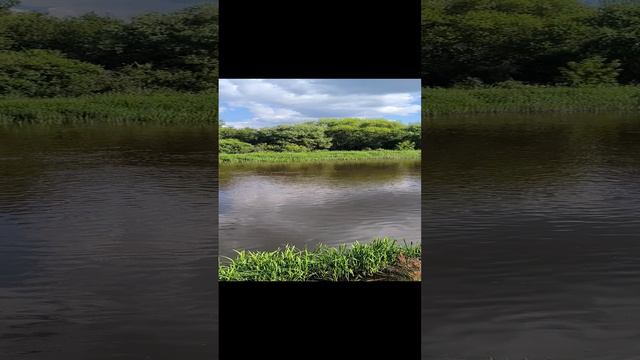 Река Вилия 16.06.2024 #shorts