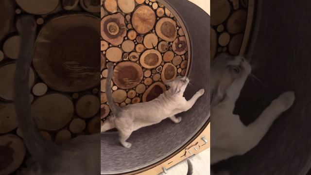 Бурма. Бурманская кошка. Беговое колесо