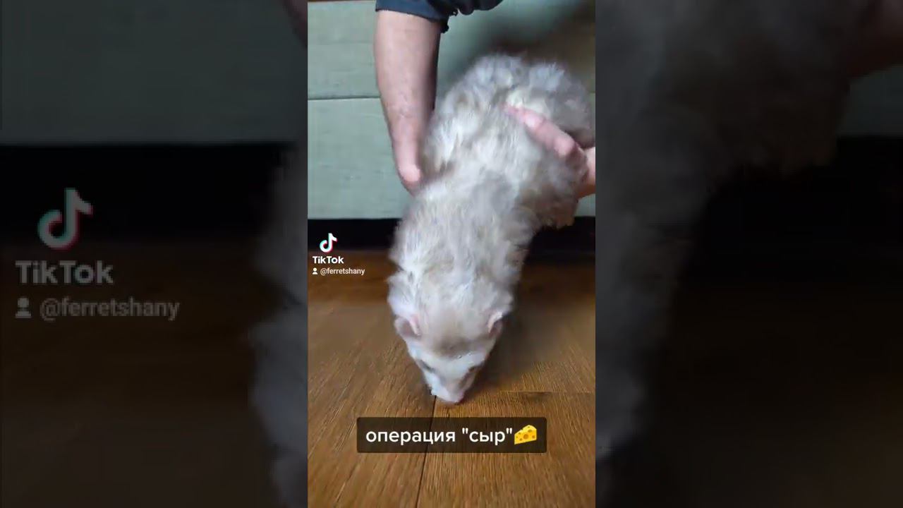 Мимимиссия НЕ провалена