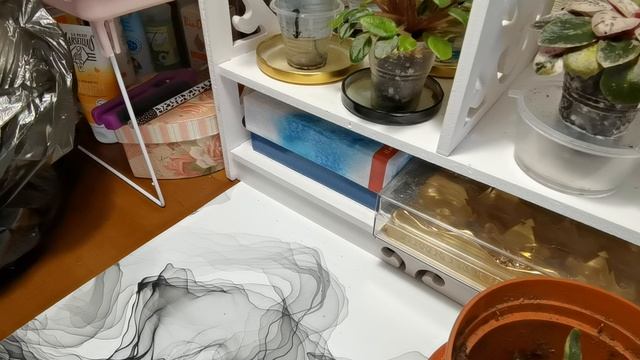 фиалка из магазина. плюсы и минусы. как пересаживать