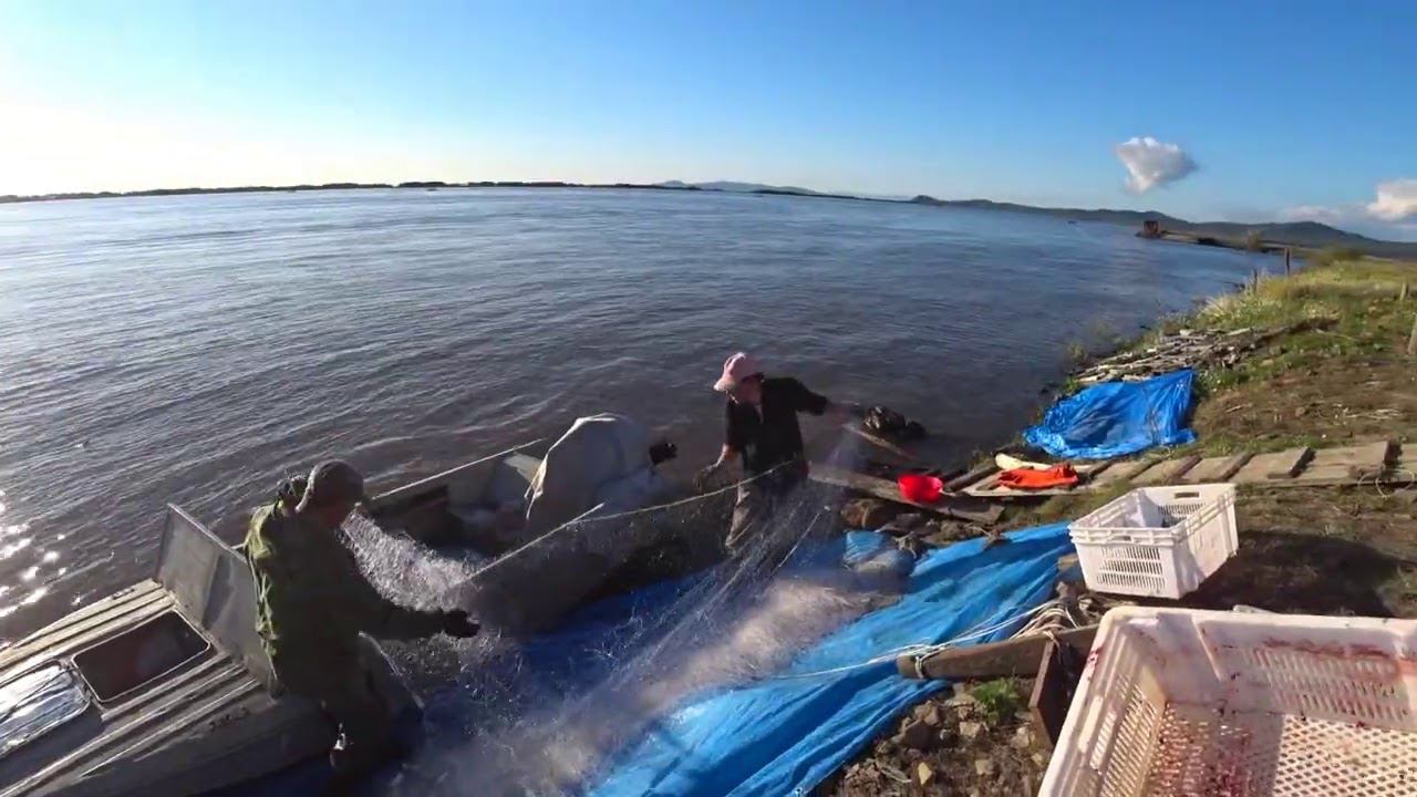 АБОРИГЕНКА. РЫБАЛКА НА АМУРЕ. СПЛАВНЫМИ СЕТЯМИ. ОСЕННЯЯ ПУТИНА2020. КАК МЫ ВЫЖИВАЕМ. ПЕРЕБОРКА СЕТИ