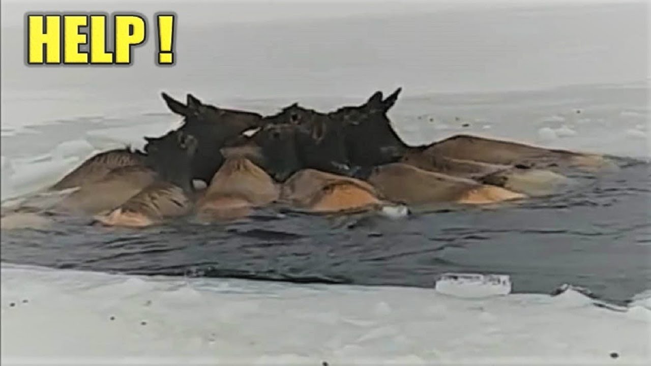 Уникальные кадры спасения животных. Люди помогают животным оказавшимся в беде #6