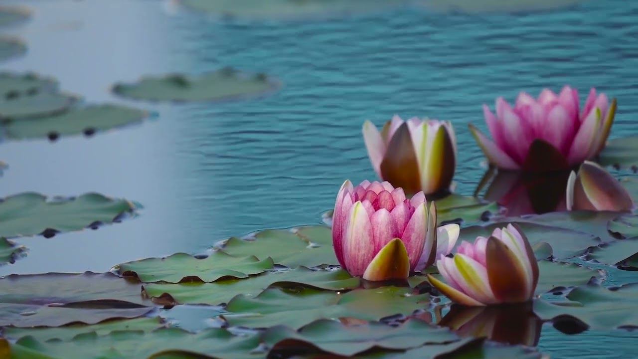 Практика душевного равновесия и улучшения кармы