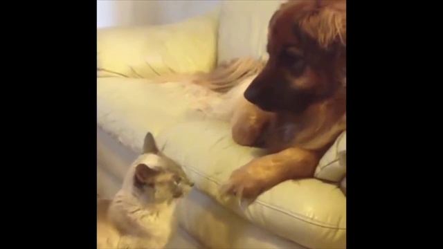 ?Лучшие смешные ПРИКОЛЫ ? #1