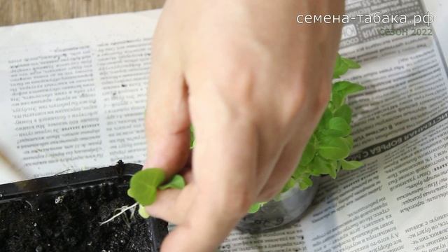 СЕЗОН ТАБАКОВОДСТВА 2022
