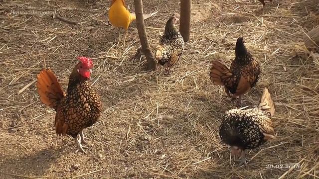 Сибрайт золотистый (golden sebright).mp4