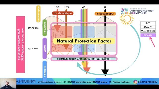 Лекция 2. Современные аспекты фотостарения и фотозащиты, часть вторая — Алексей Прокопов