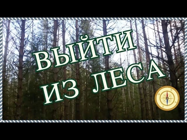 В лесу- в поисках выхода! Нет воды и еды