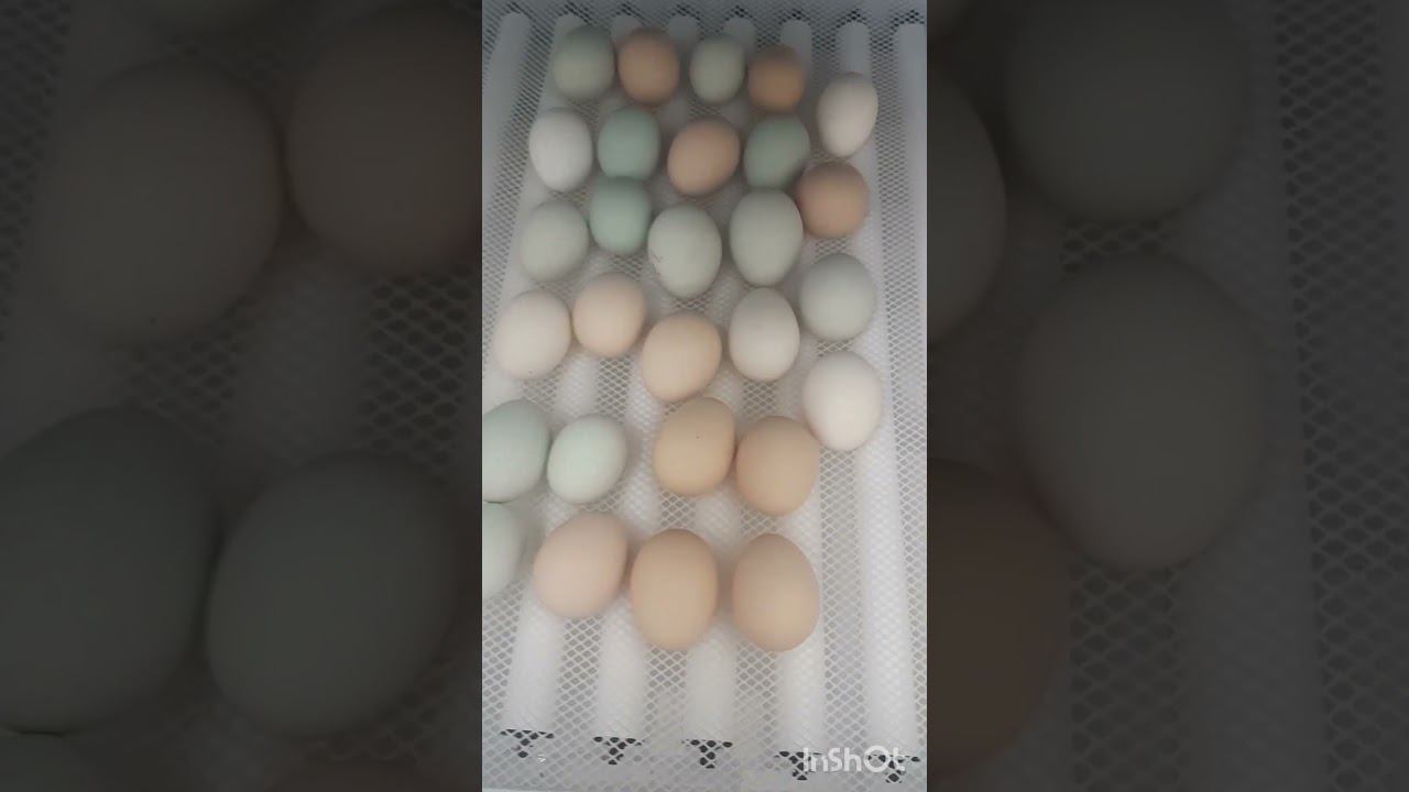 Ждем цыплят #птицы #цыплята #вылупление #курицы #несушки