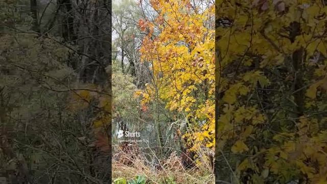 Деревня у реки! village by the river! #villagelife #деревня #village