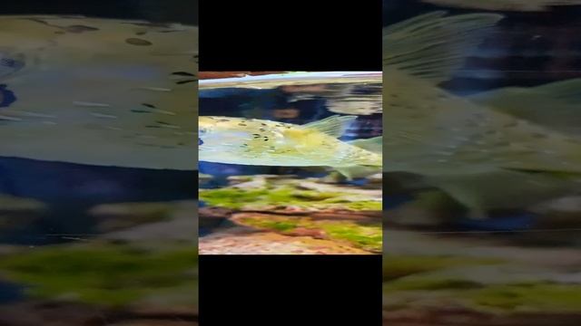 океанариум Спб Питер аквариум рыбки рыбы аквариумы аквариумные аква под водой подводный мир вода