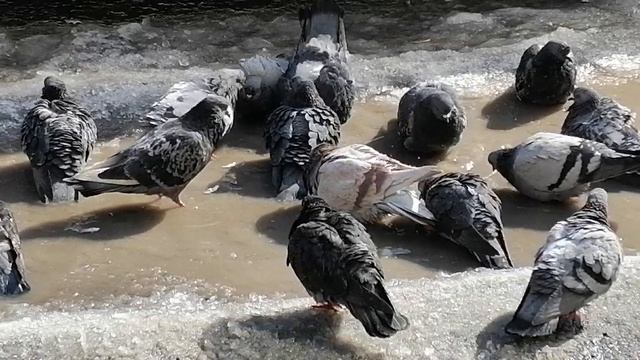 Первые купания. В оттаявшей колее.