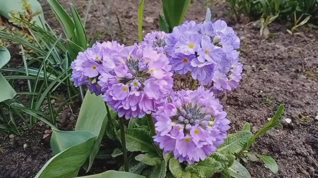 Примула мелкозубчатая из холодного фарфора. Моя работа с натуры