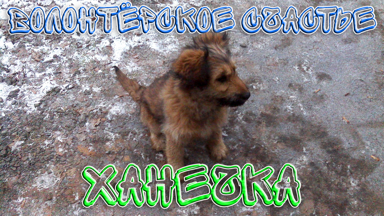 Ханечка. Собака до и после / Волонтерское счастье