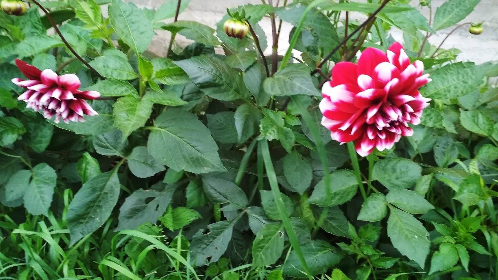 Любимые цветы  георгины