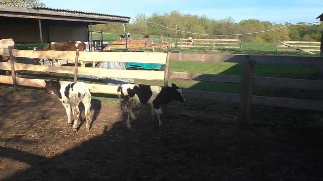 Телята в загоне