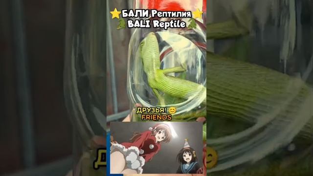 ? «Bali Сatch A Reptile / Бали Поймать Рептилию»