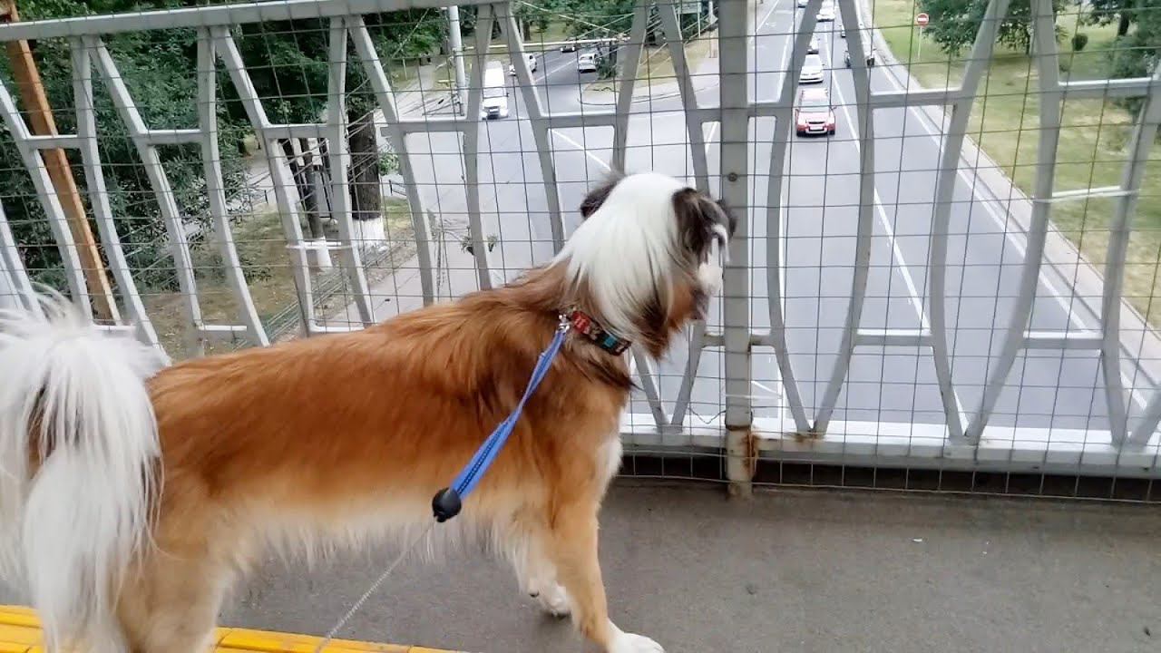 Страшное превращаем в Интересное и Полезное. | Прогулка с собакой по городу