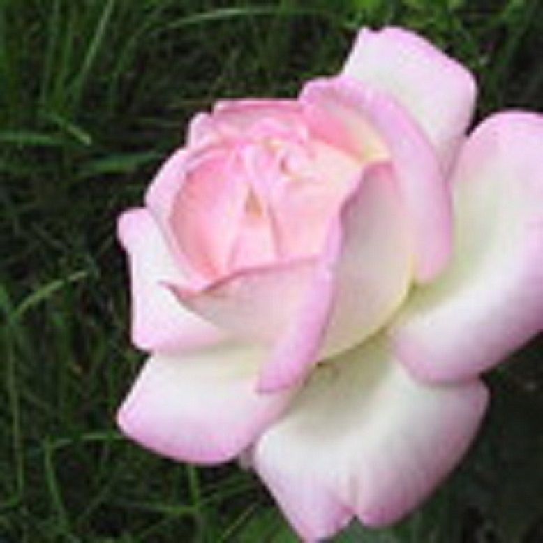 С Днём рожденья, Наташа!
Ты, любимая, наша!