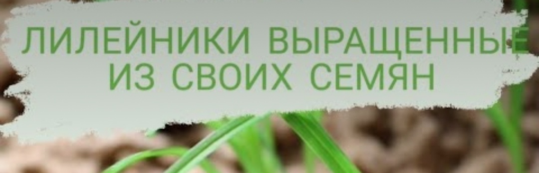 ЛИЛЕЙНИКИ ВЫРАЩЕННЫЕ ИЗ СВОИХ СЕМЯН?