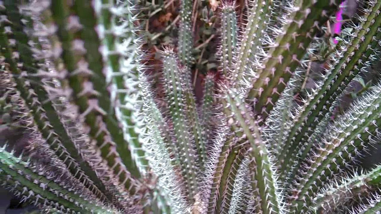 Футаж для видео монтажа  Кактусы 10