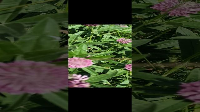 Клевер розовый