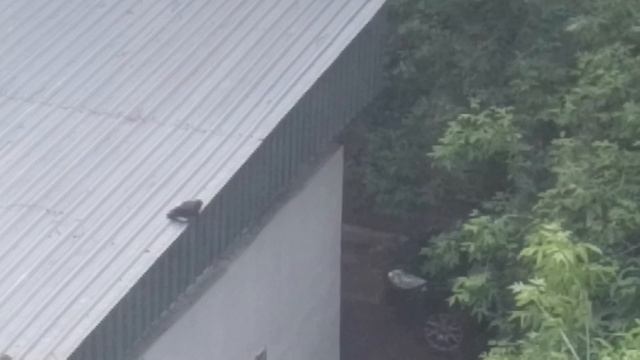 Голубь на крыше трансформаторной будки 34608540864