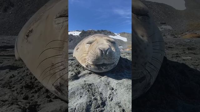 Морской котик чихает