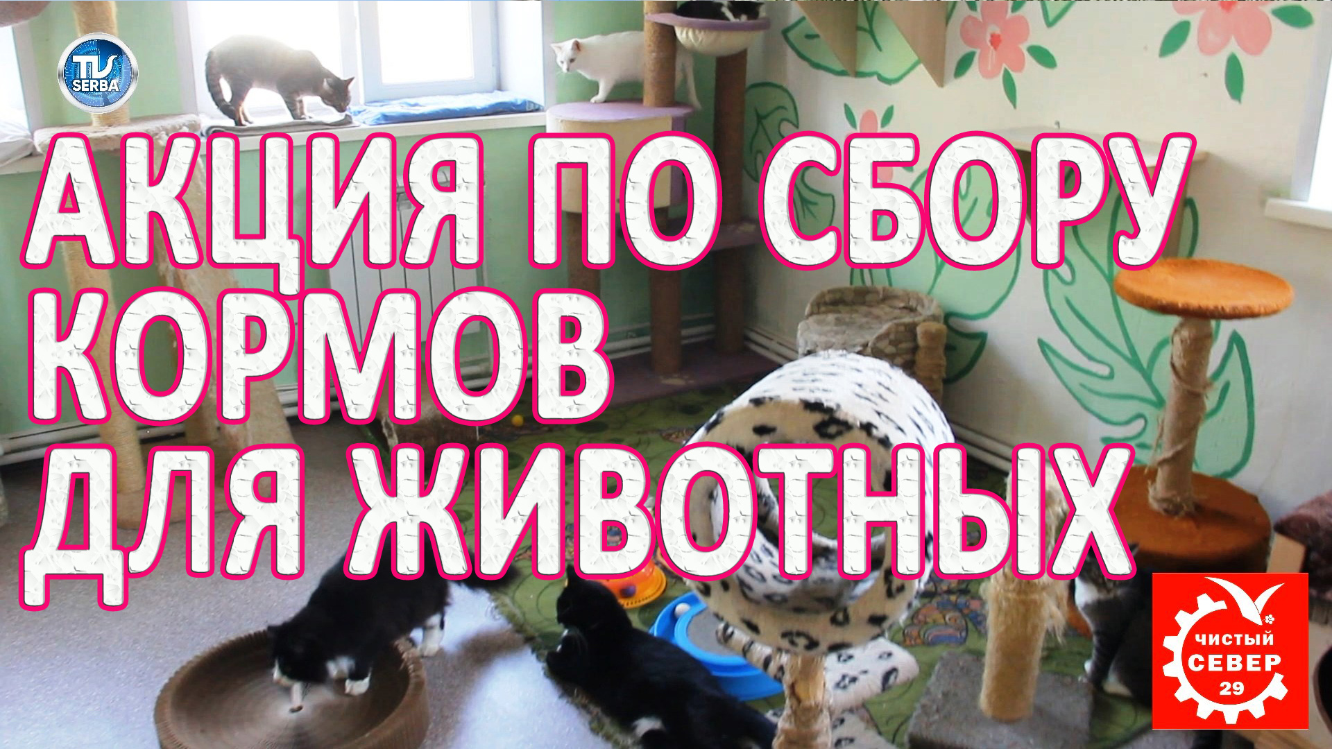 БЛАГОТВОРИТЕЛЬНАЯ АКЦИЯ ДОБРА ПО СБОРУ КОРМОВ ДЛЯ ПРИЮТОВ БЕЗДОМНЫХ ЖИВОТНЫХ / СербаТВ.mp4