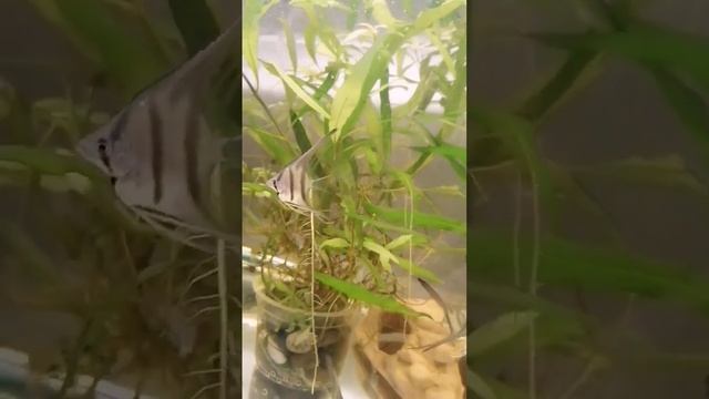 Юный Pterophyllum scalare «Rio Nanay» Перуанский Альтум прикидывается настоящим  (1)